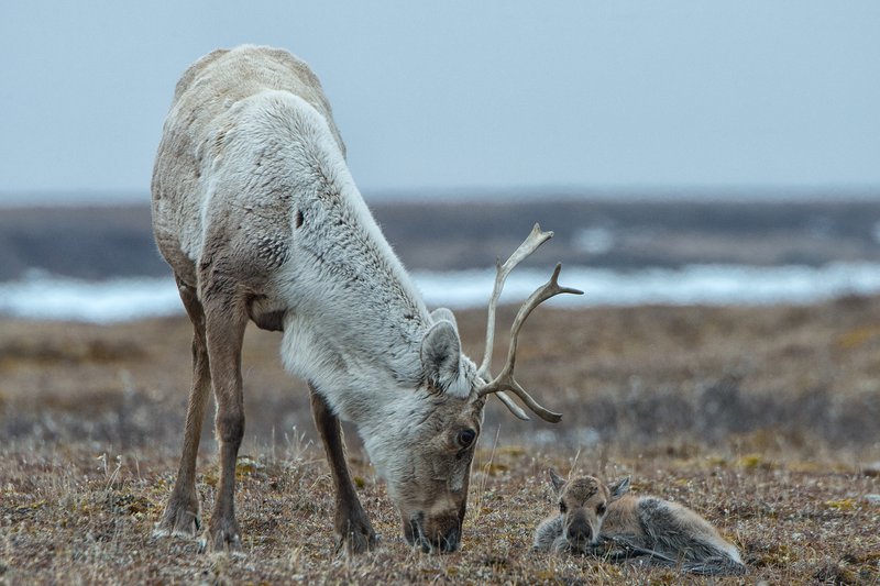 Research Highlights - Wildlife Management Advisory Council (North Slope)